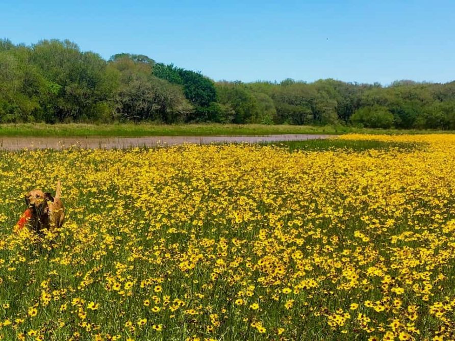 The natural beauty of the Spread Oaks Ranch wildflowers - Spread Oaks Ranch