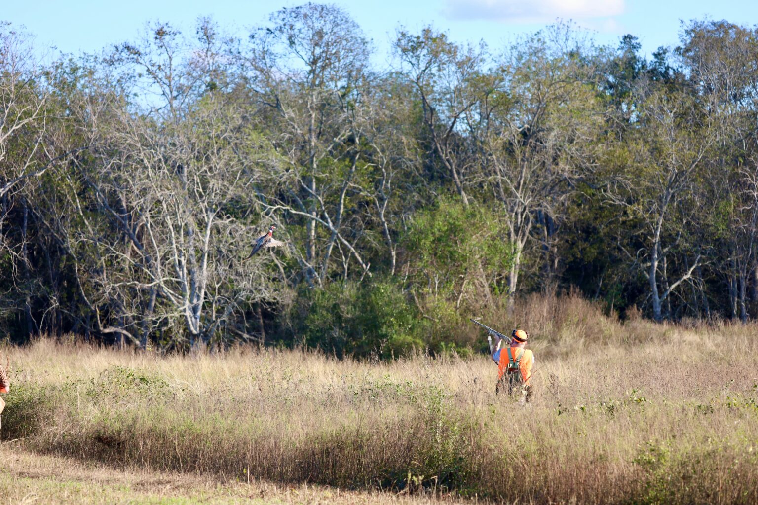 Upland Hunting - Spread Oaks Ranch