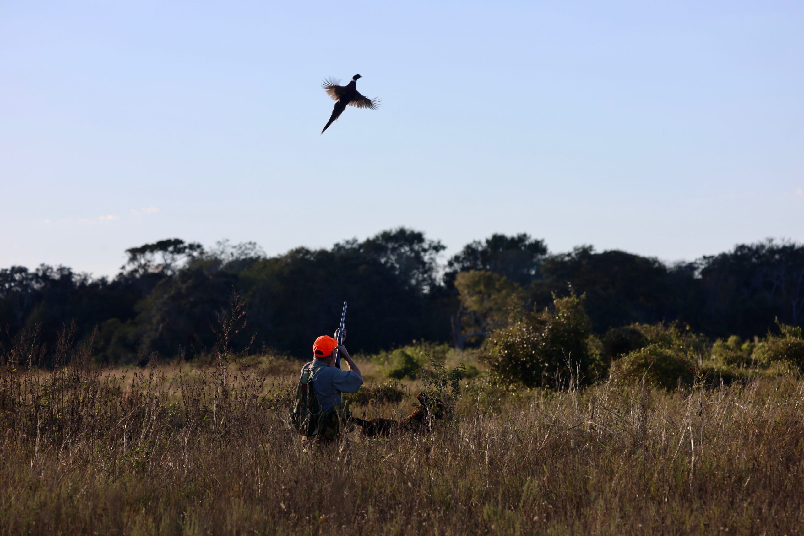 Upland Hunting - Spread Oaks Ranch
