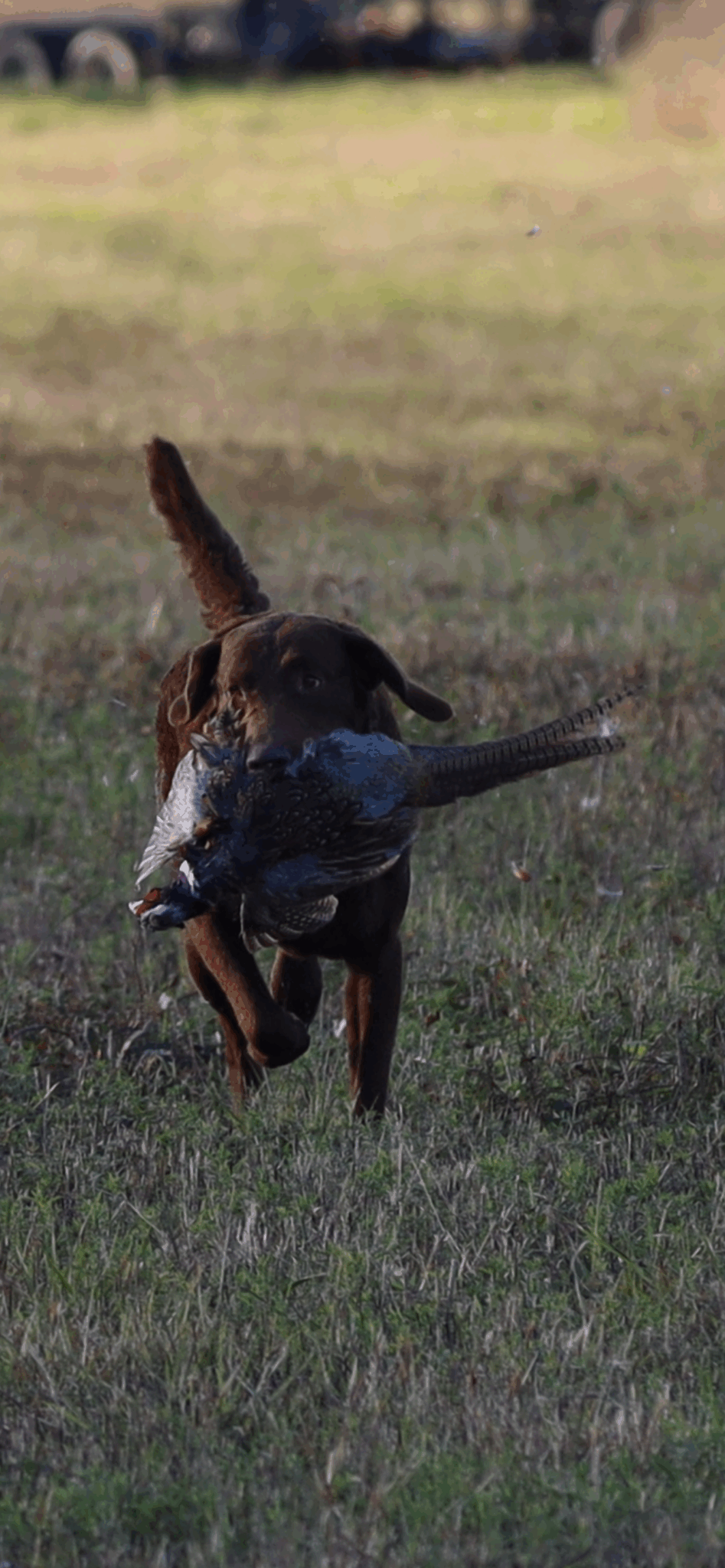 Upland Hunting - Spread Oaks Ranch